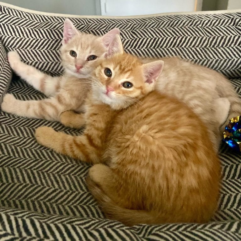 10 Awesome Pet Shops In Brooklyn, NYC - Bklyn Designs